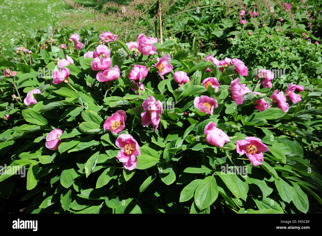 Wild peonies hi-res stock photography and images - Alamy