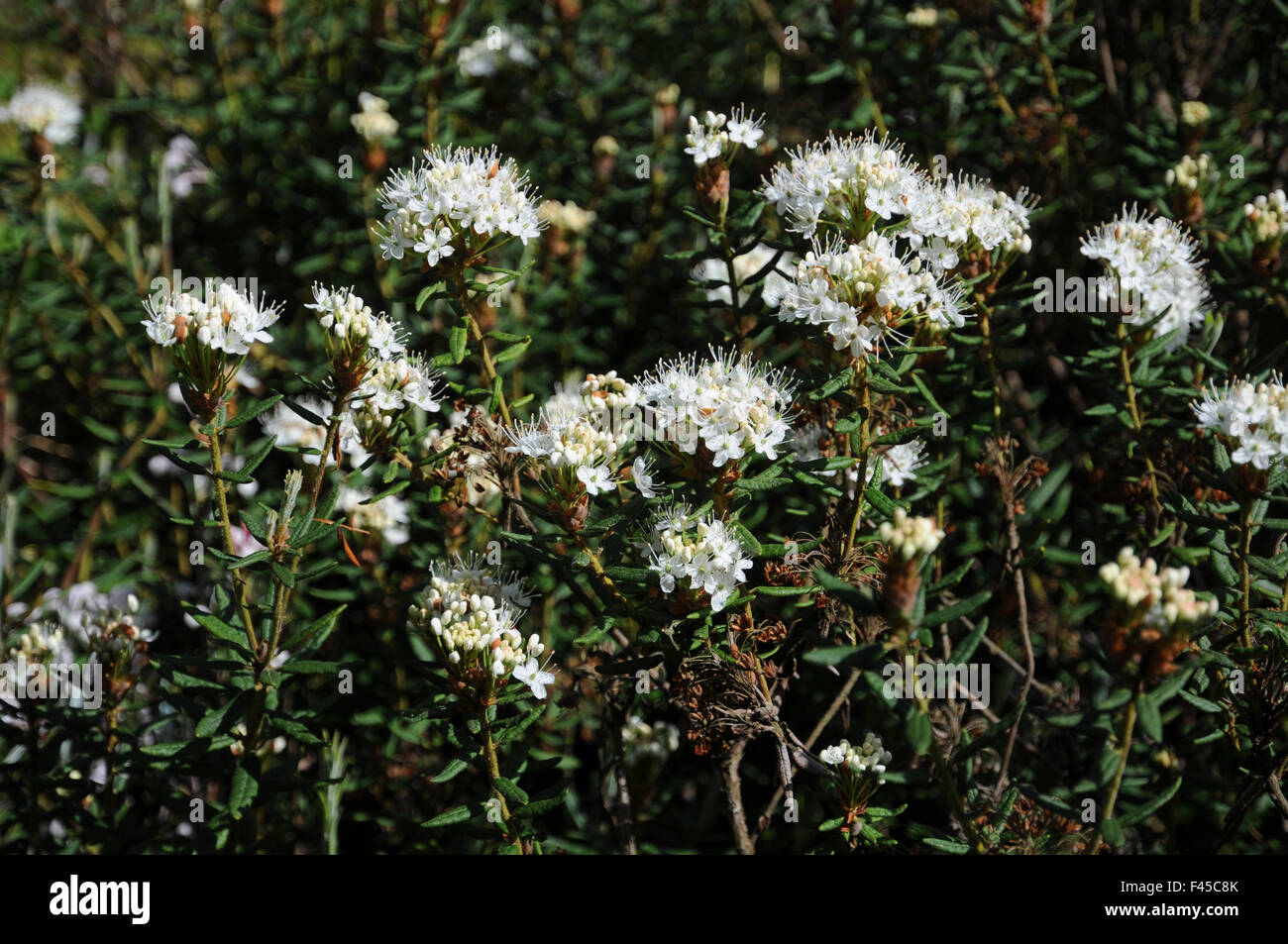 Marsh labrador tea Stock Photo - Alamy