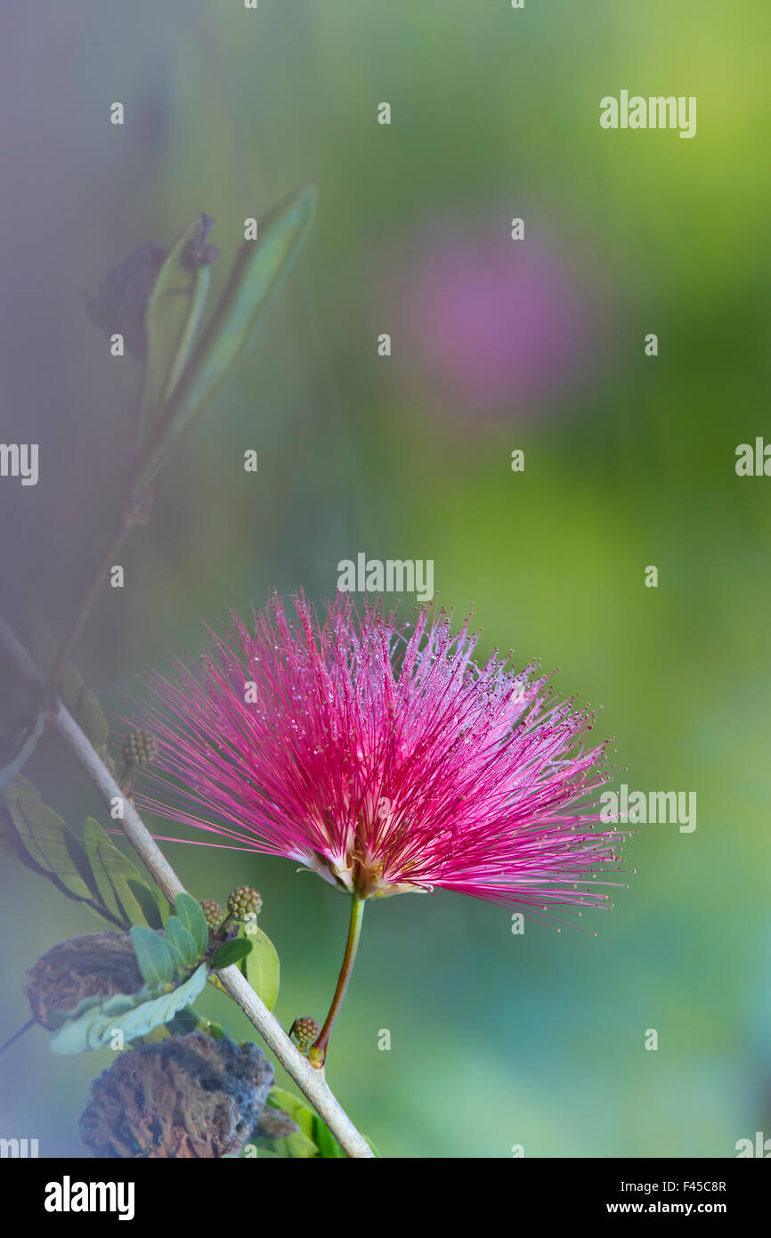 Red powder puff flower in Nepal Stock Photo - Alamy