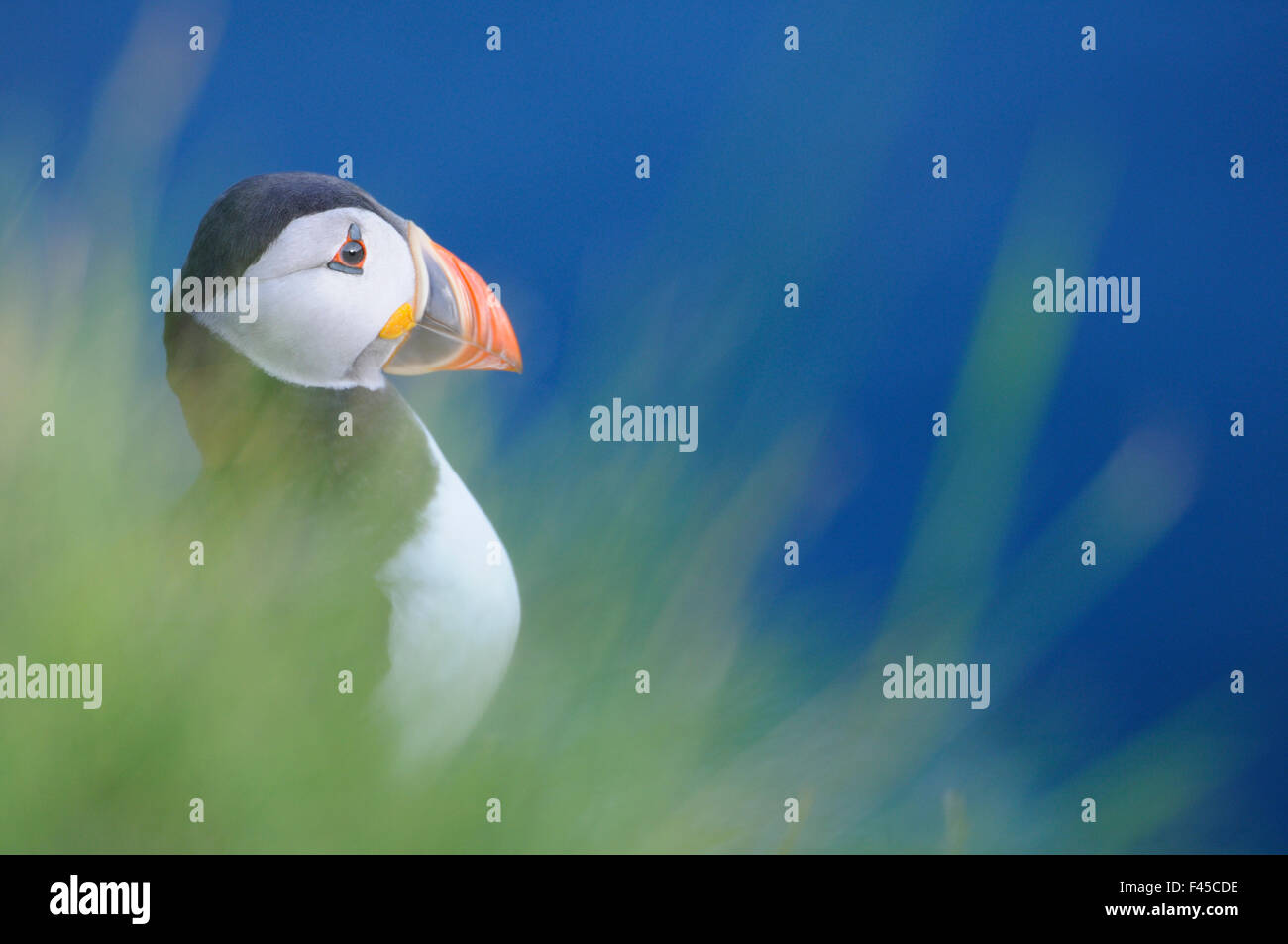 Sad puffin hi-res stock photography and images - Alamy