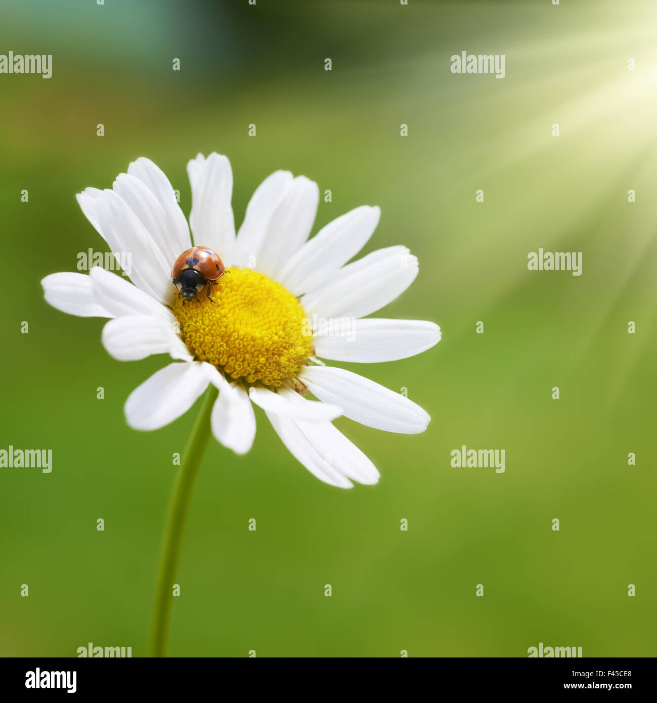 White daisy with red ladybug Stock Photo - Alamy