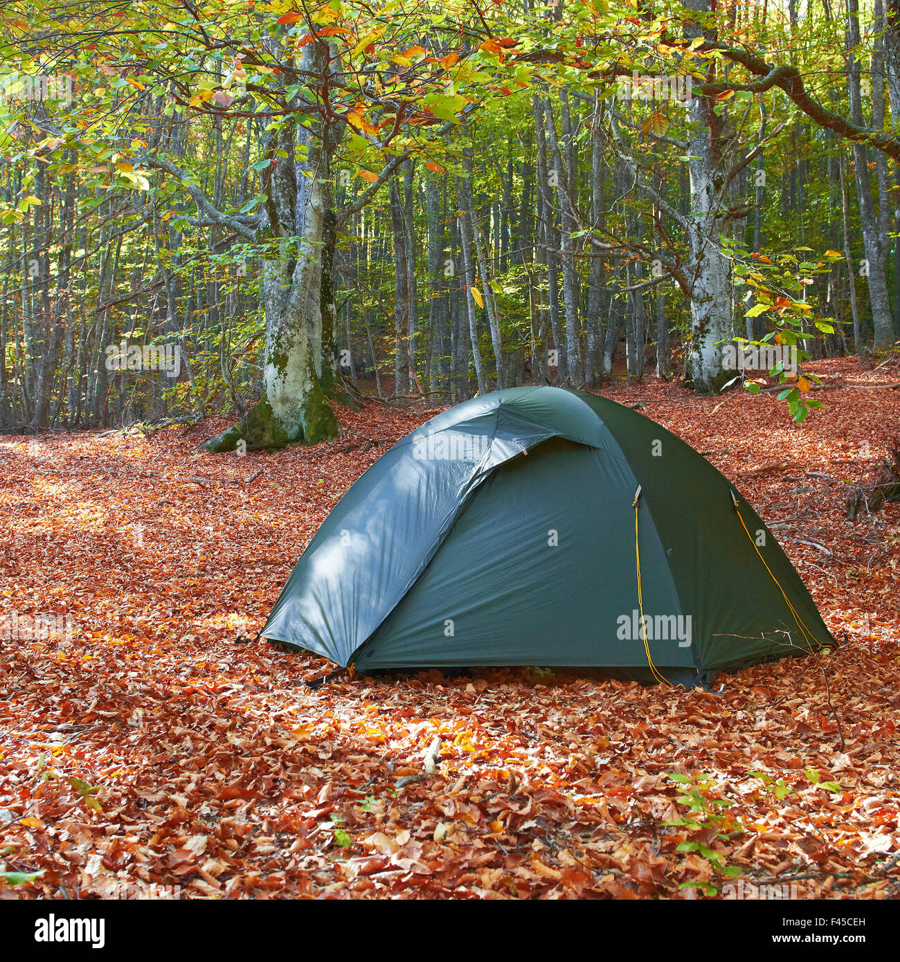 Green tent in the forest Stock Photo - Alamy