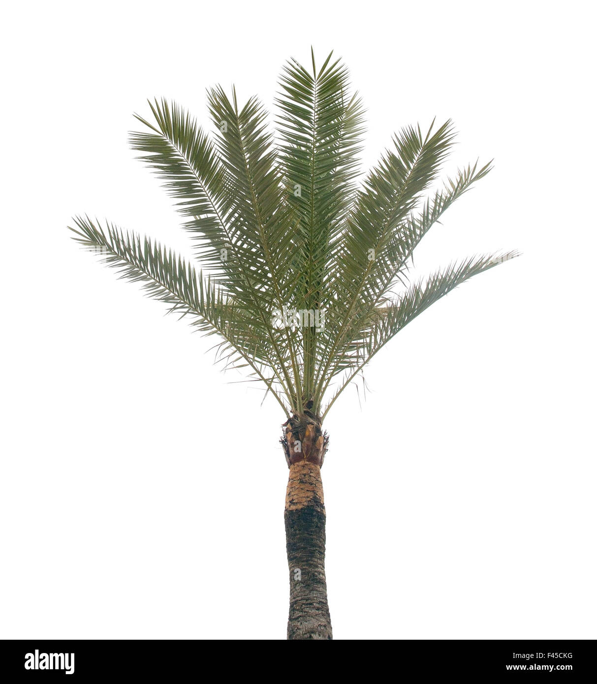 Palm tree on white Stock Photo - Alamy