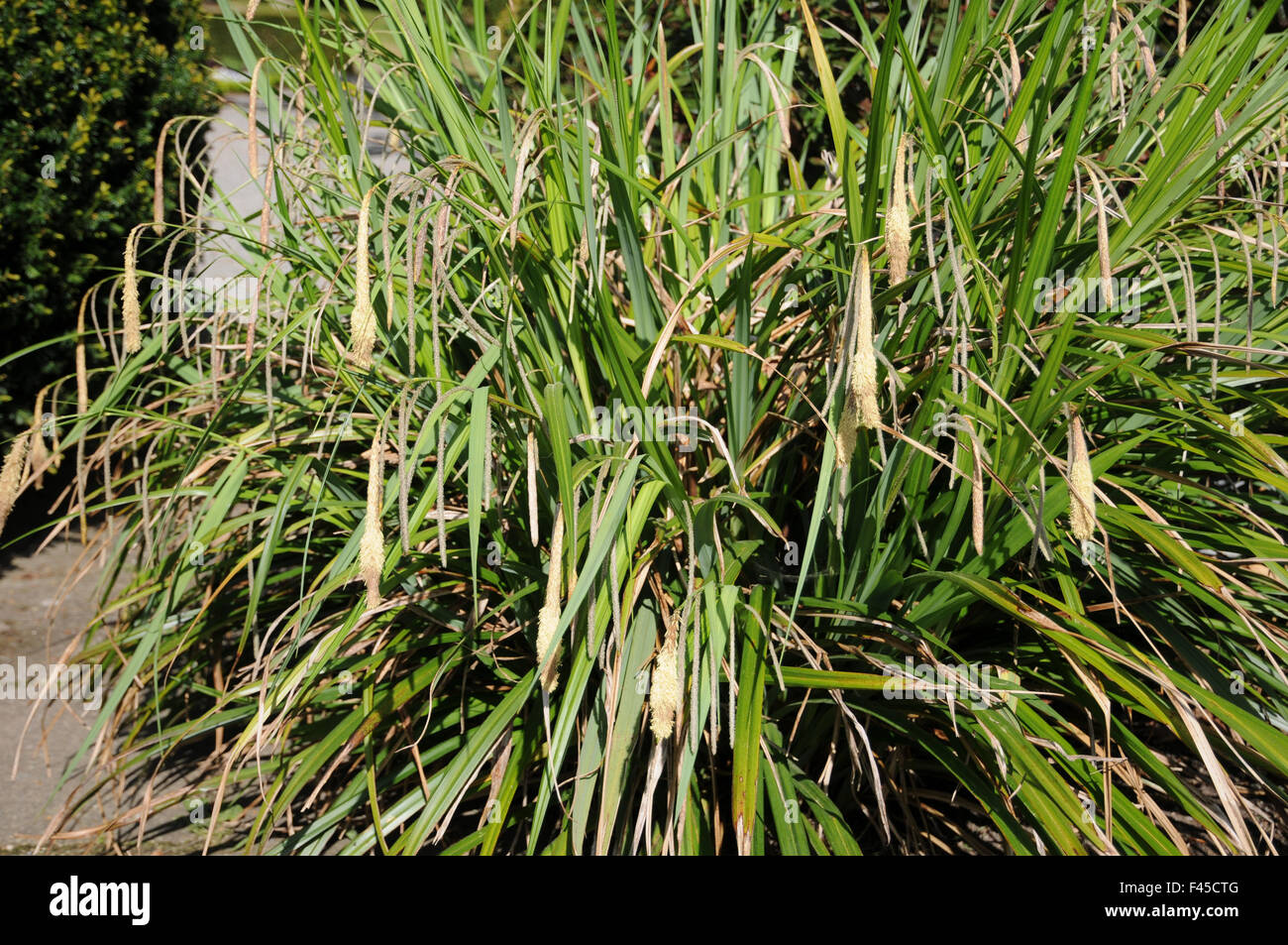 Weeping sedge hi-res stock photography and images - Alamy