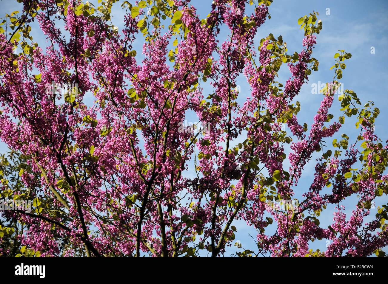 Judasblattbaum hi-res stock photography and images - Alamy