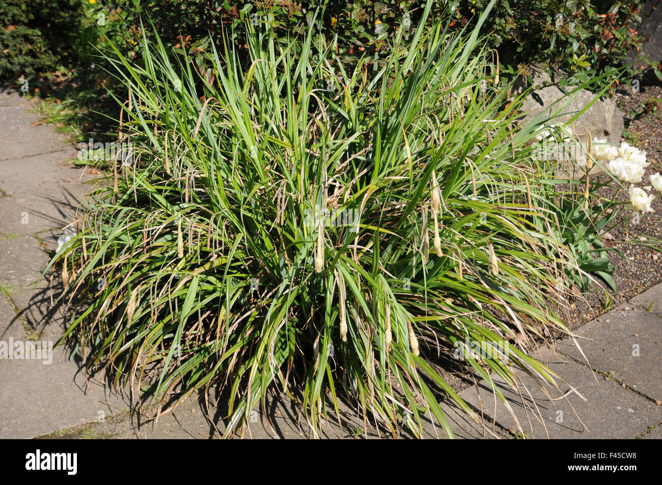 Carex pen hi-res stock photography and images - Alamy