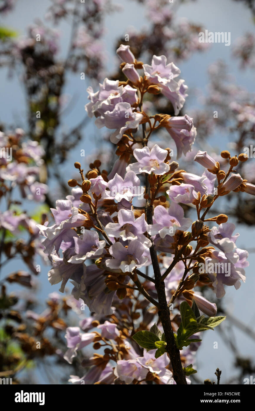 Paulownia foxglove trees hi-res stock photography and images - Alamy
