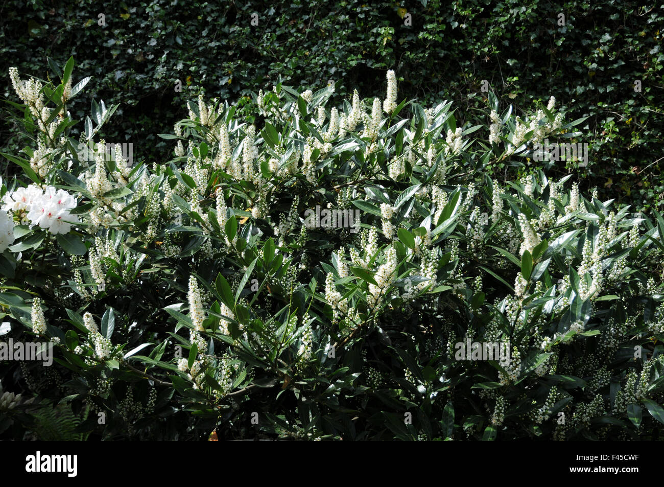 Laurel fruit hi-res stock photography and images - Alamy