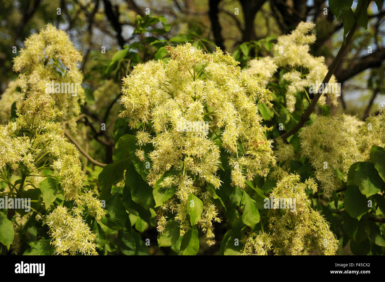 Mannaesche hi-res stock photography and images - Alamy