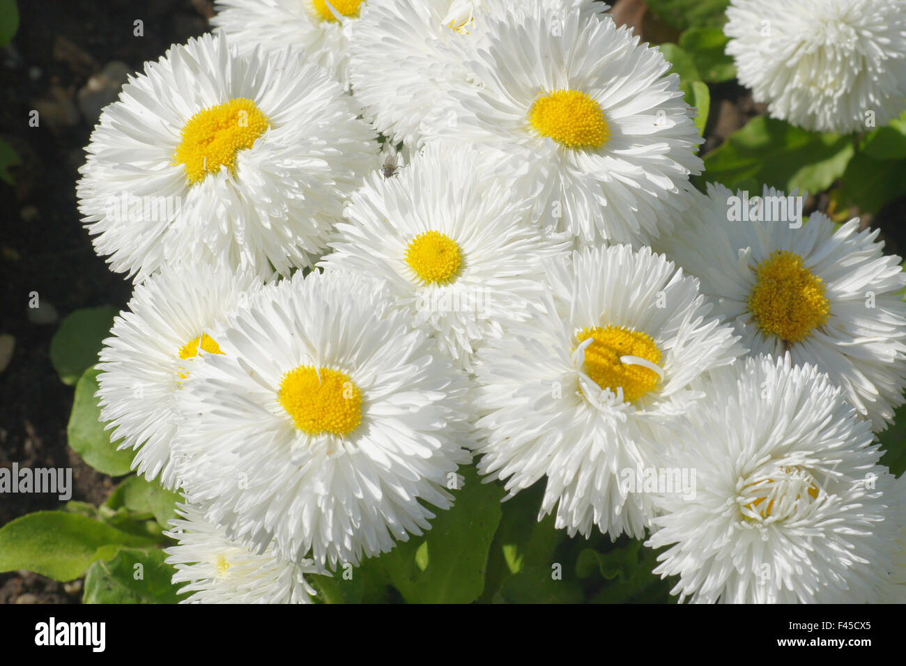 Daisy blume hi-res stock photography and images - Alamy