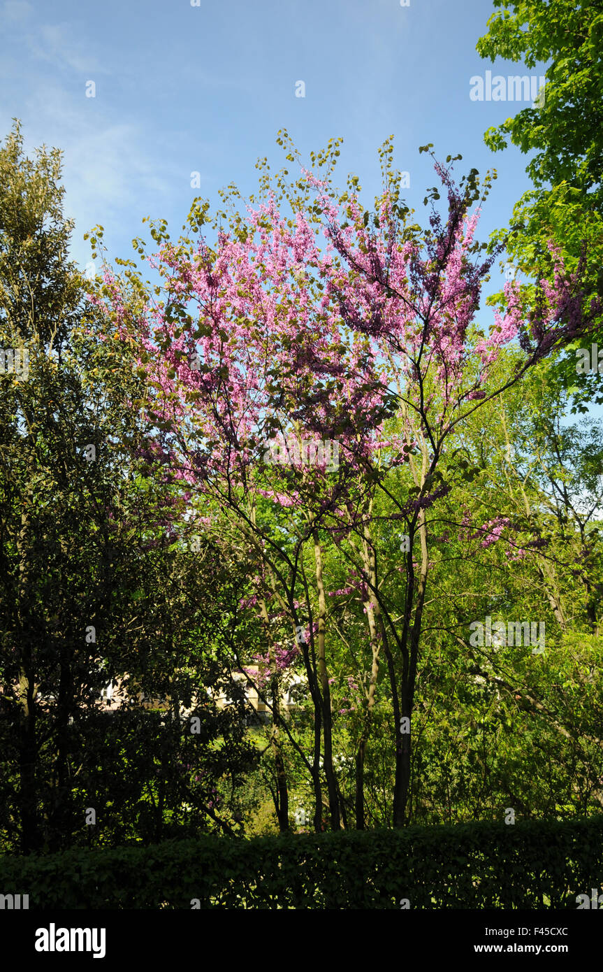 Judasblattbaum hi-res stock photography and images - Alamy