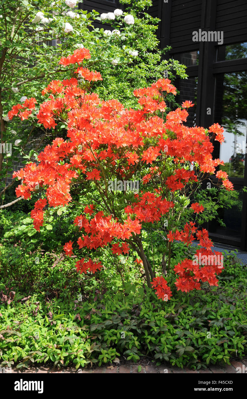 Rhododendron Gibraltar, Azalea Stock Photo - Alamy