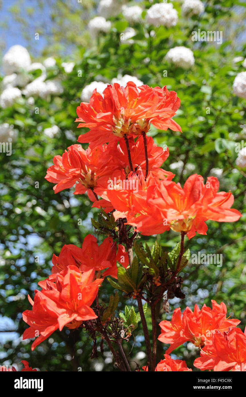 Rhododendron Gibraltar, Azalea Stock Photo - Alamy