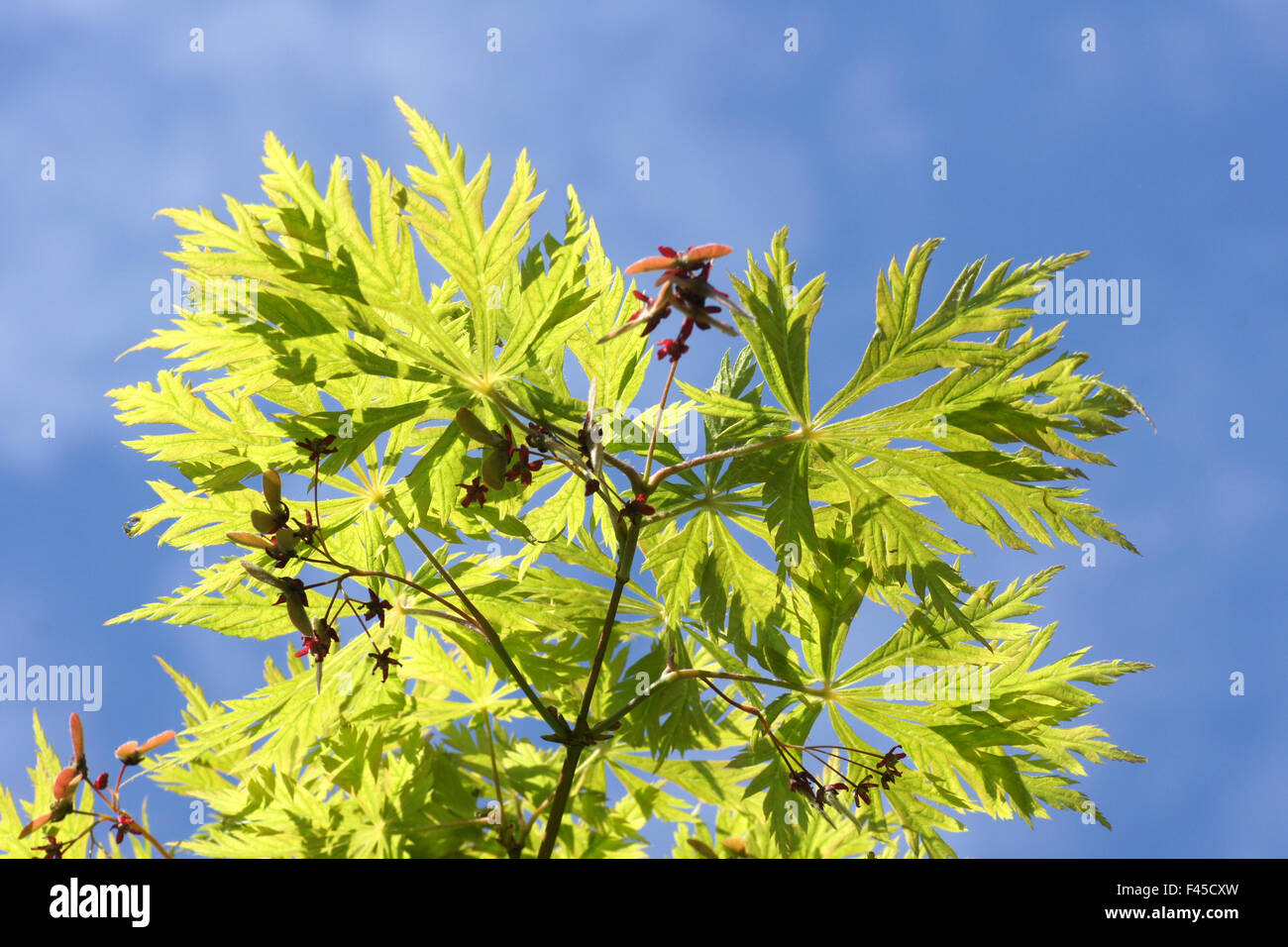 Cut-leaved japanese maple Stock Photo - Alamy