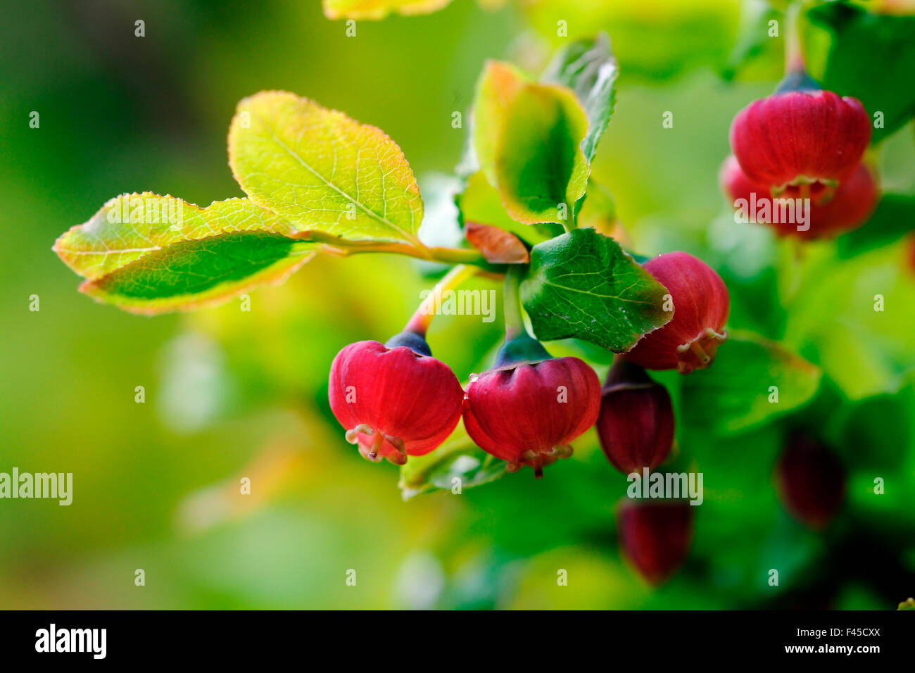 Bilberry (Vaccinium myrtillus) in flower, Devon, UK, June Stock Photo ...