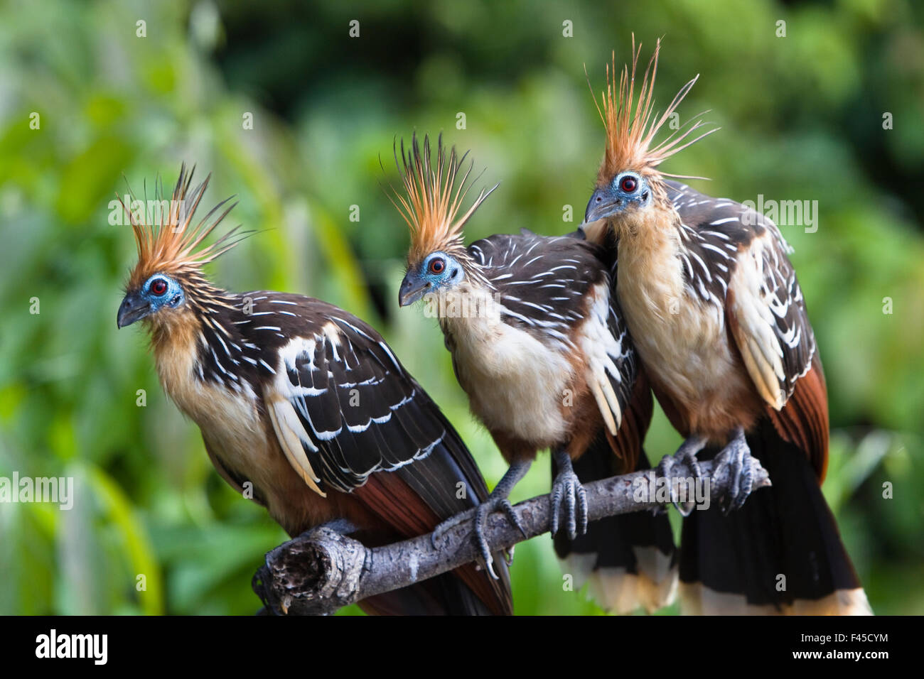 Hoactzin hi-res stock photography and images - Alamy