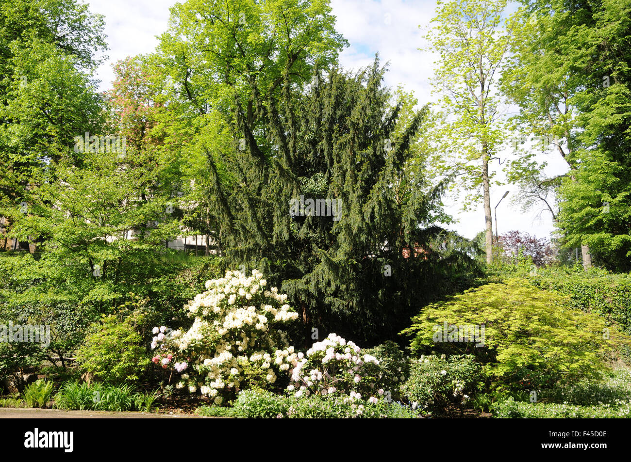 Male flowers of the yew tree hi-res stock photography and images - Alamy