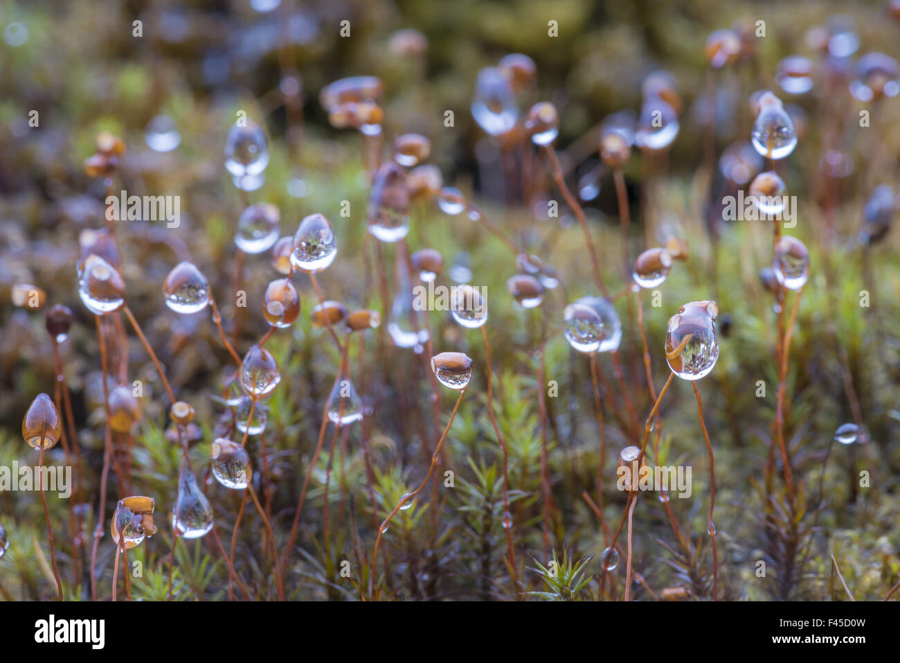 Moss sweden hi-res stock photography and images - Alamy