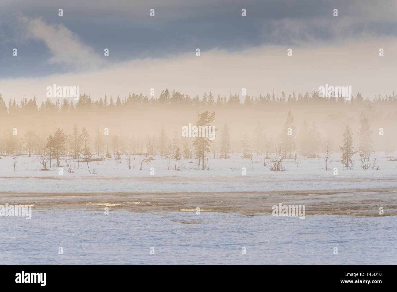 foggy mood in a swamp, Lapland, Sweden Stock Photo - Alamy