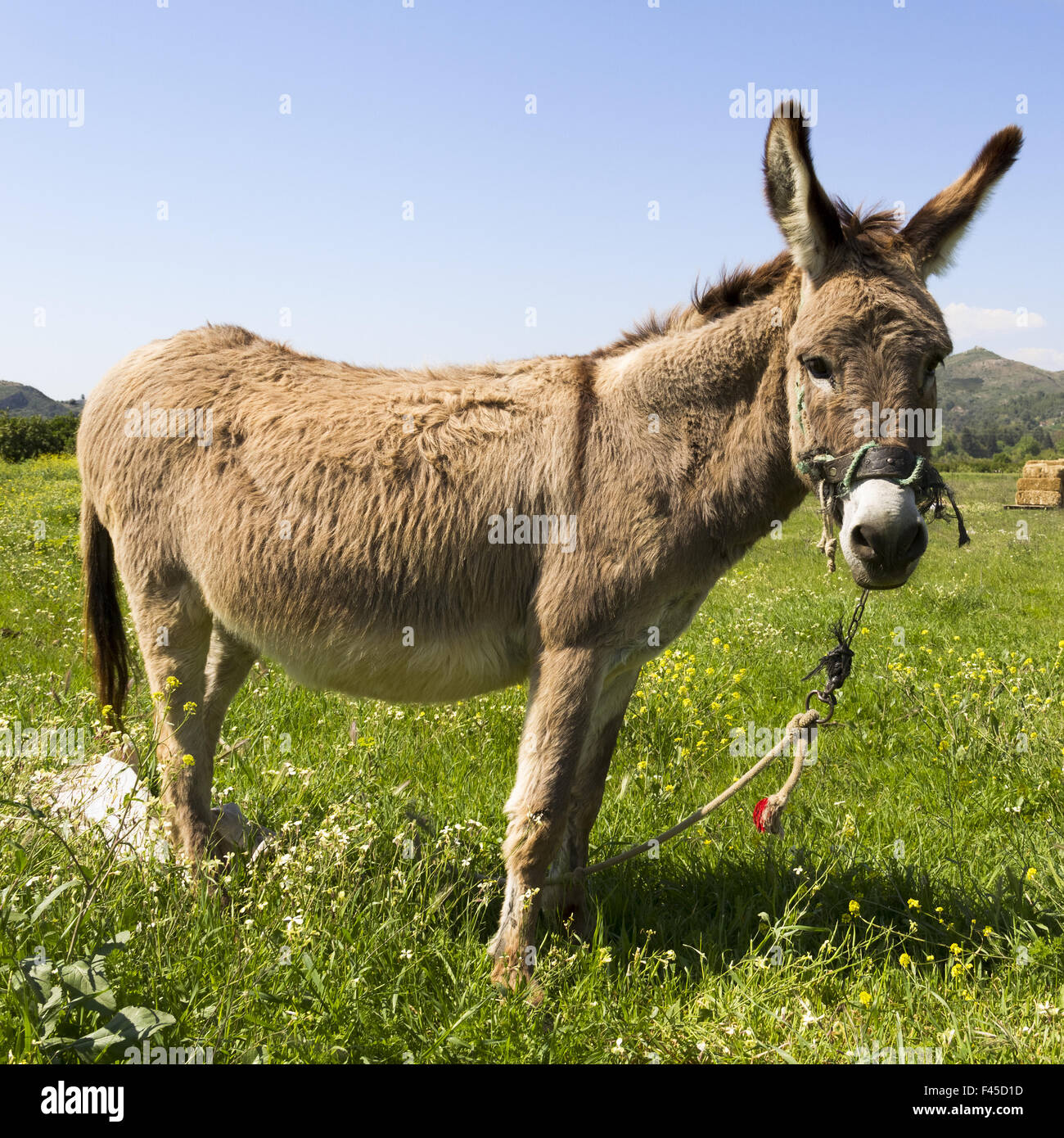 Esel seite hi-res stock photography and images - Alamy