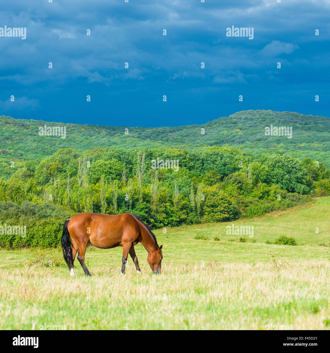 Dark bay horses Stock Photo - Alamy