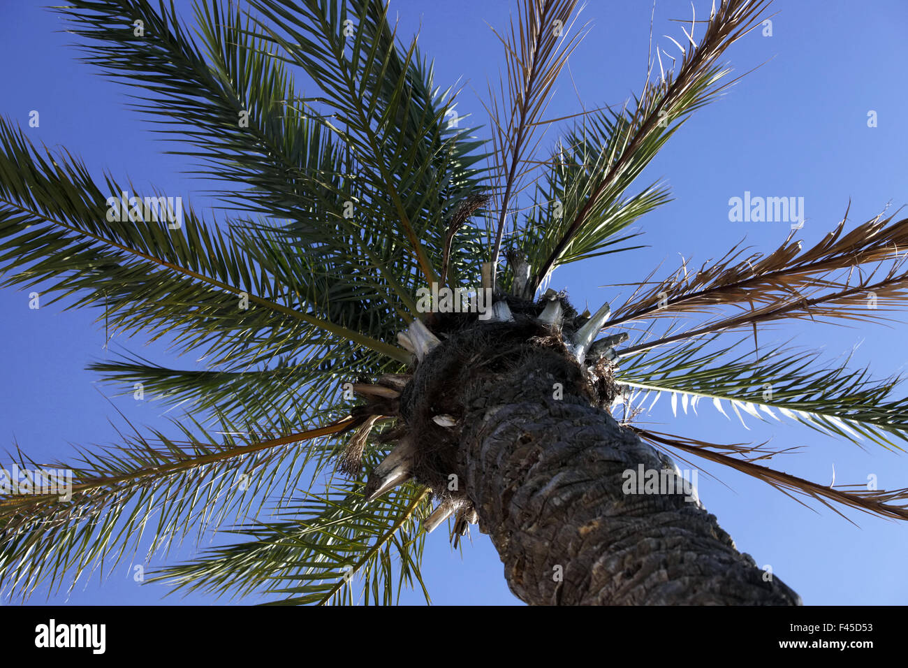 Coco palm heaven hi-res stock photography and images - Alamy
