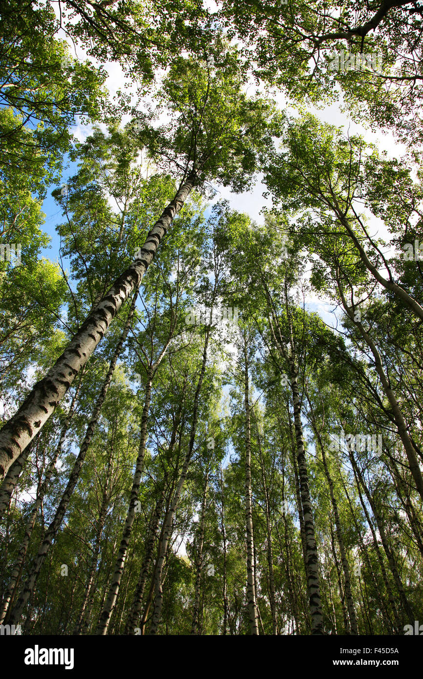 Russian nature hi-res stock photography and images - Alamy