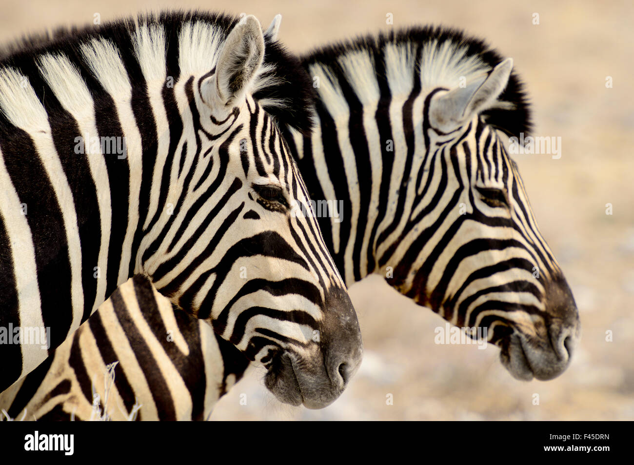 Burchell's zebras (Equus quagga burchellii) standing side by side ...