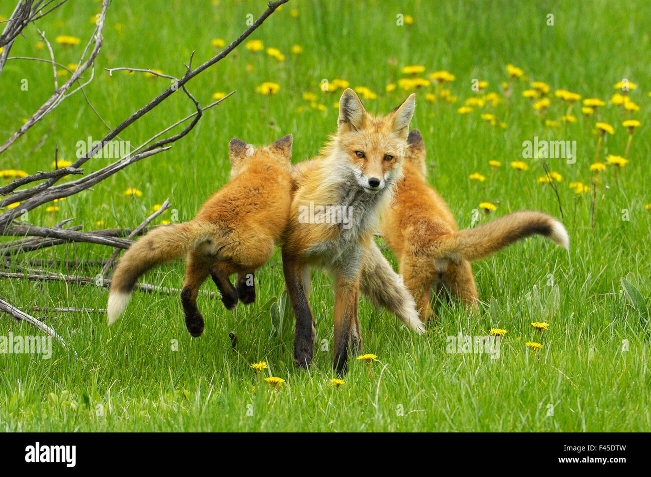 American Red fox (Vulpes vulpes fulva) baby leaping on its ...