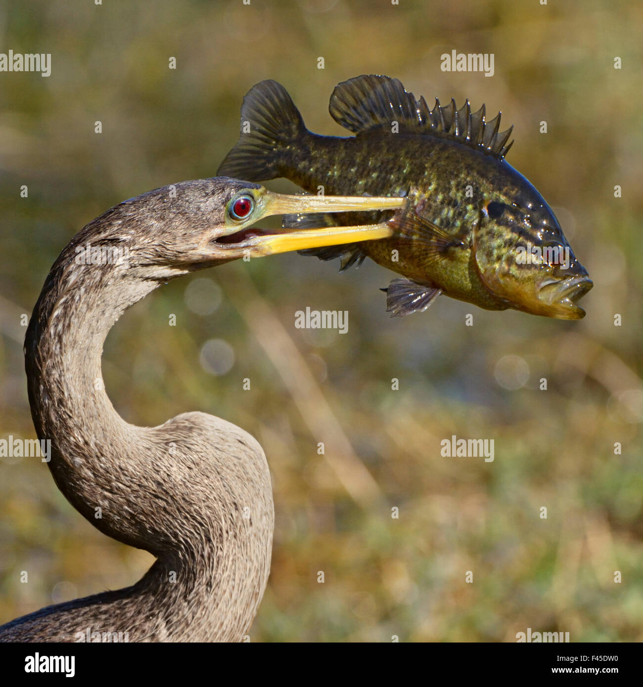 Anhinga (Anhinga anhinga) with large Bluegill Sunfish (Lepomis ...