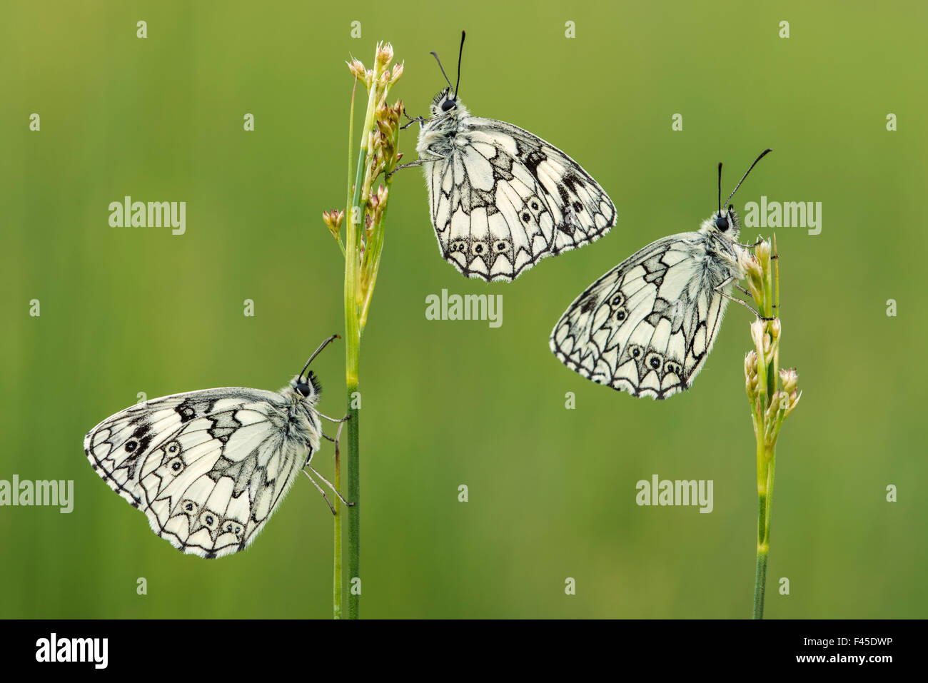 Three Marbled white butterflies (Melanargia galathea) resting on reeds ...