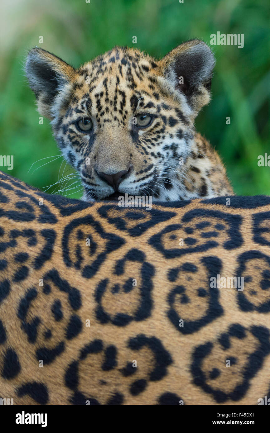 Jaguars eyes hi-res stock photography and images - Alamy