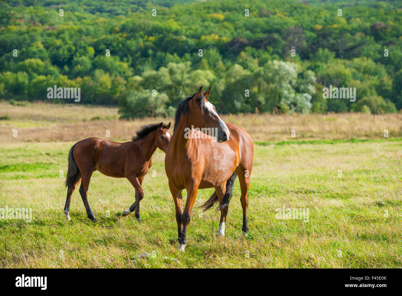 Dark bay horses Stock Photo - Alamy