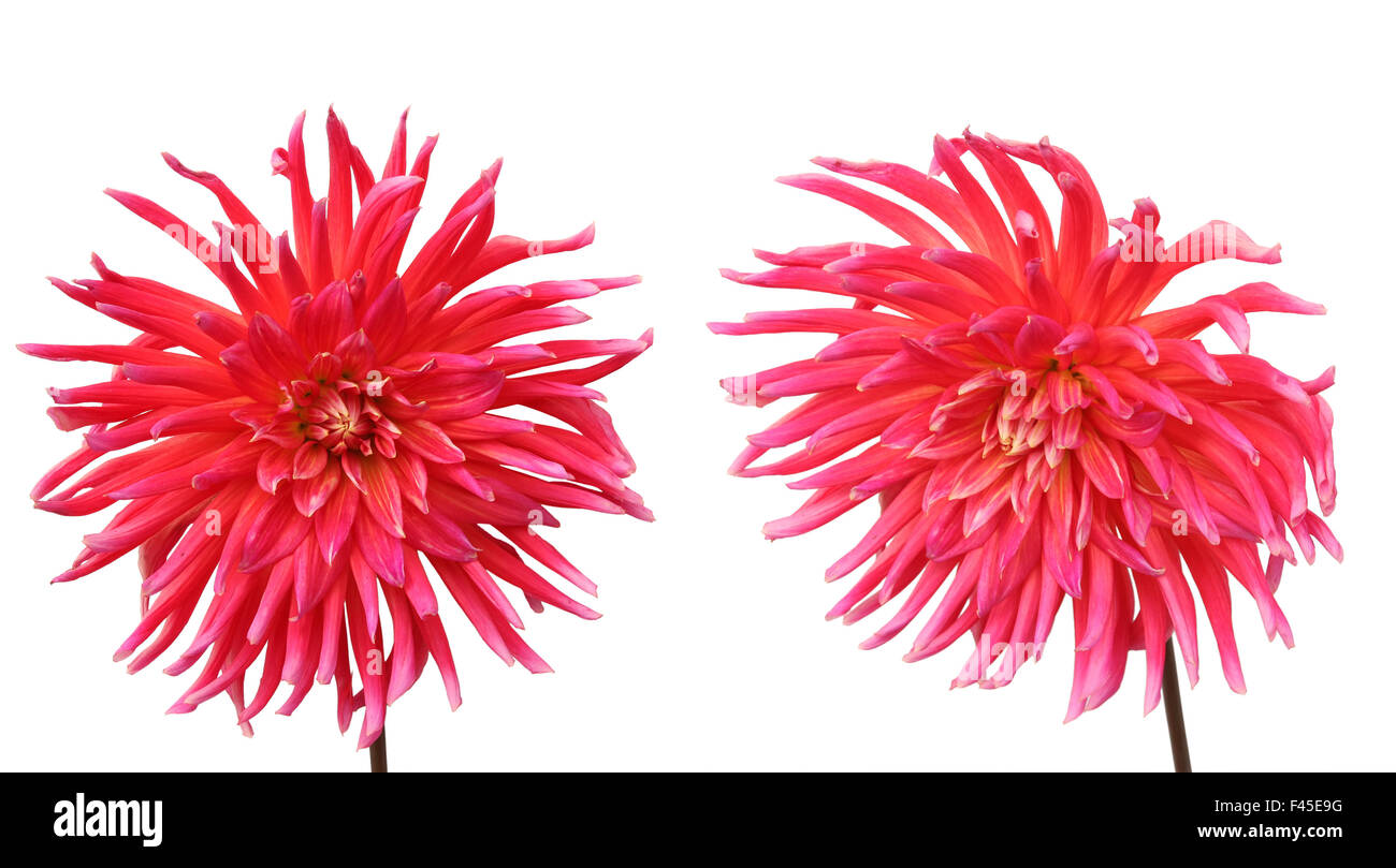Bright pink white dahlia Cut Out Stock Images & Pictures - Alamy