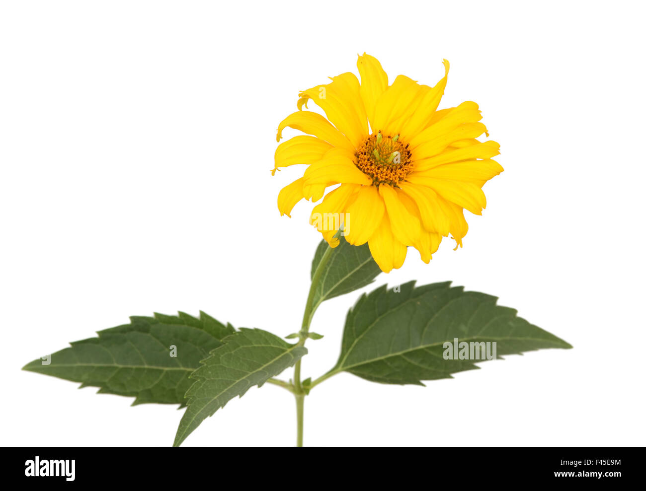 Shiny yellow stamen hi-res stock photography and images - Alamy
