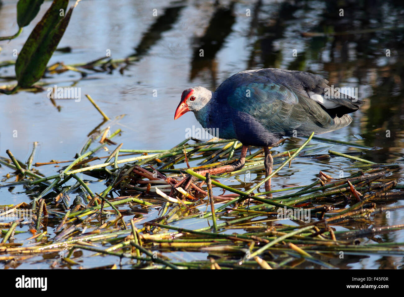 Grey headed swamphen hi-res stock photography and images - Alamy
