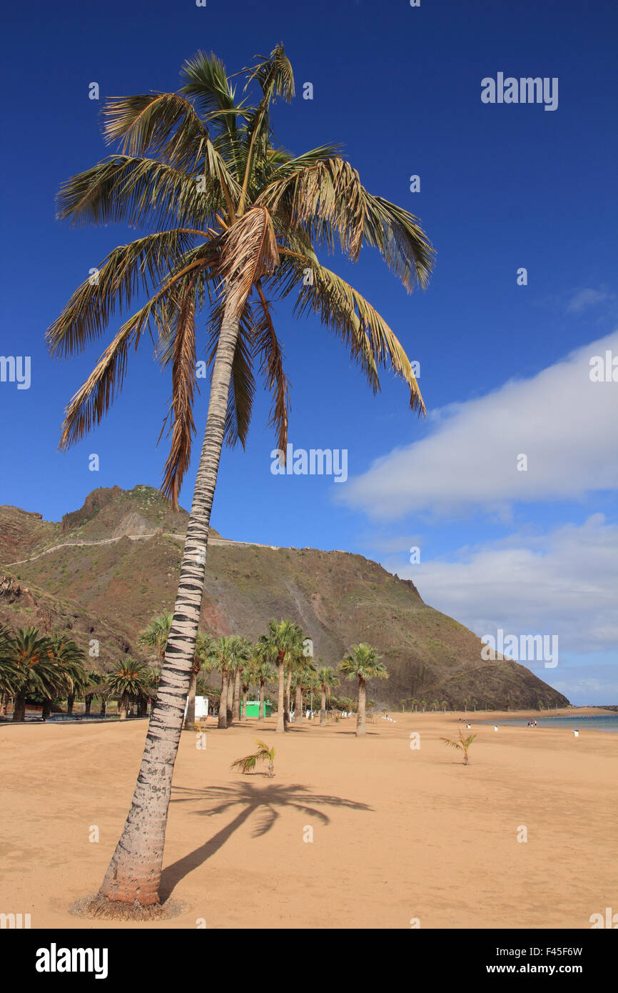 Palm strand hi-res stock photography and images - Alamy