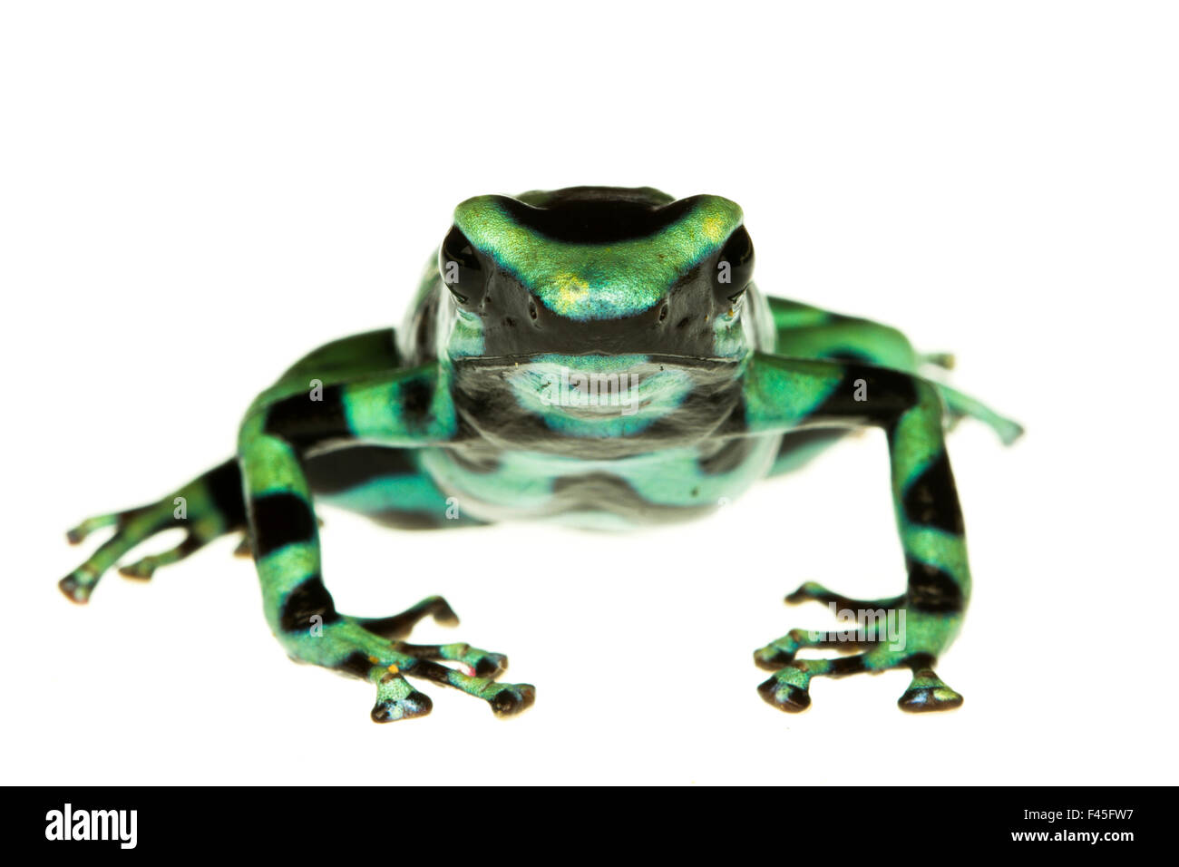 Menacing frog hi-res stock photography and images - Alamy