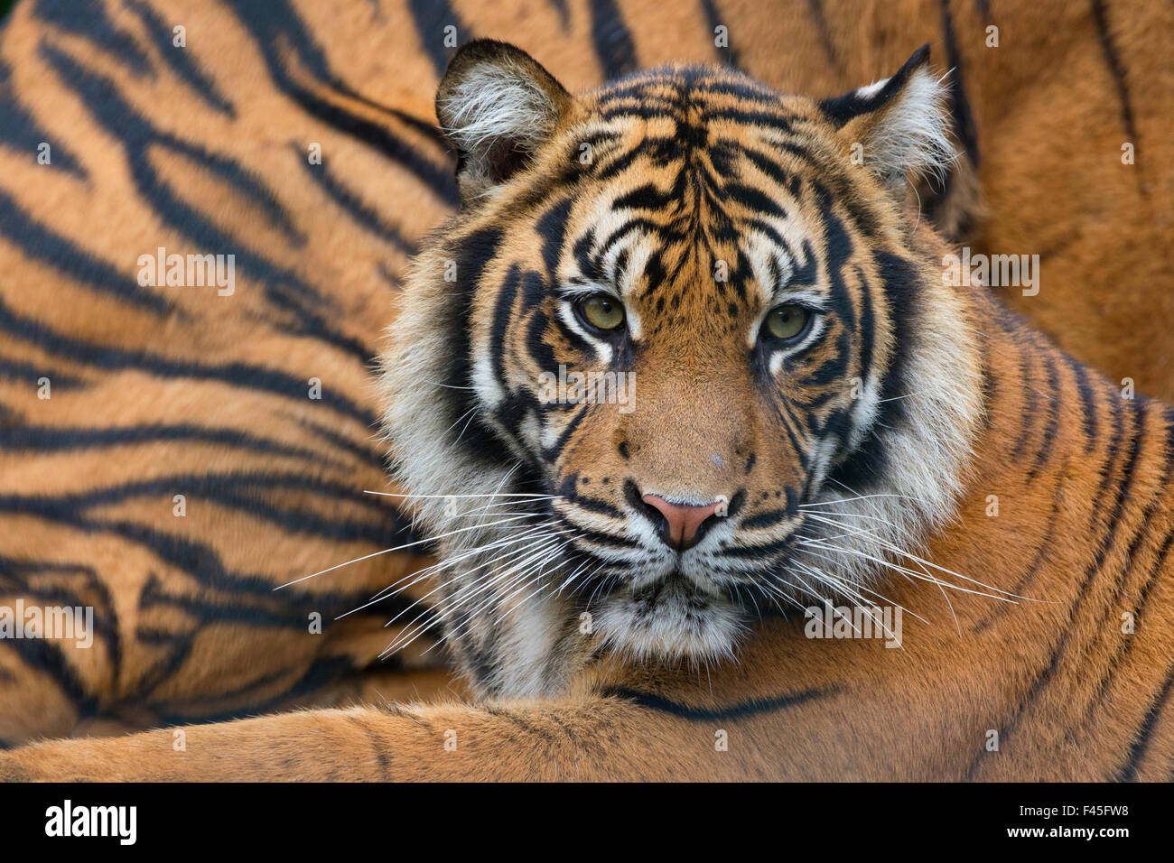 Sumatran tiger (Panthera tigris sumatrae), captive, occurs in Sumatra ...