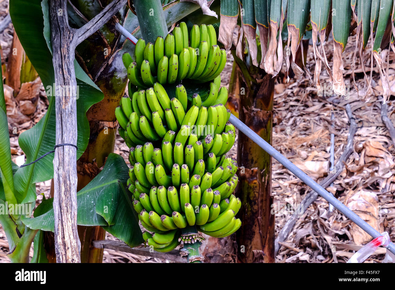 Banana Plantation Field Stock Photo - Alamy