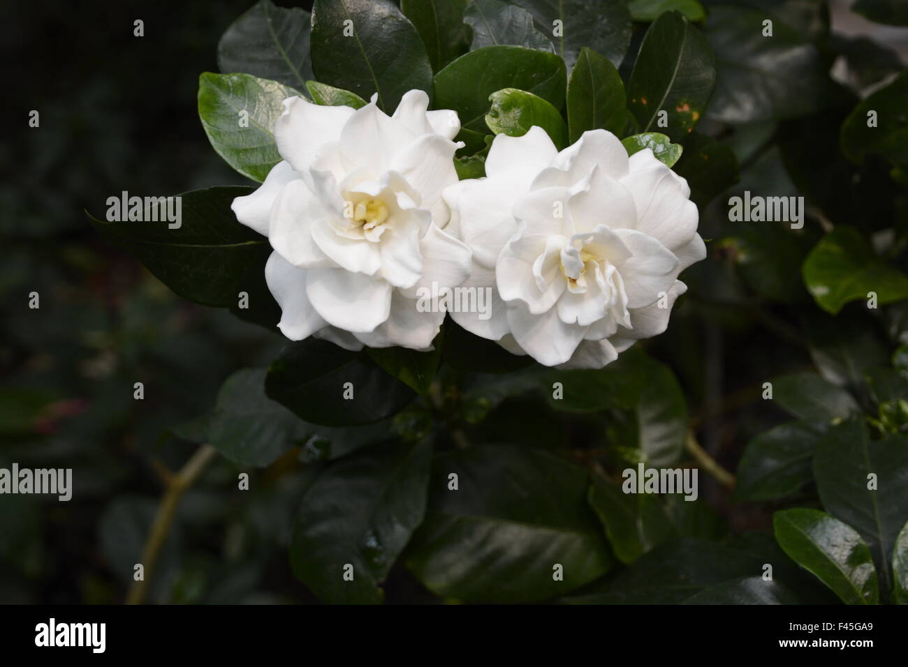 White gardenia flower Stock Photo - Alamy