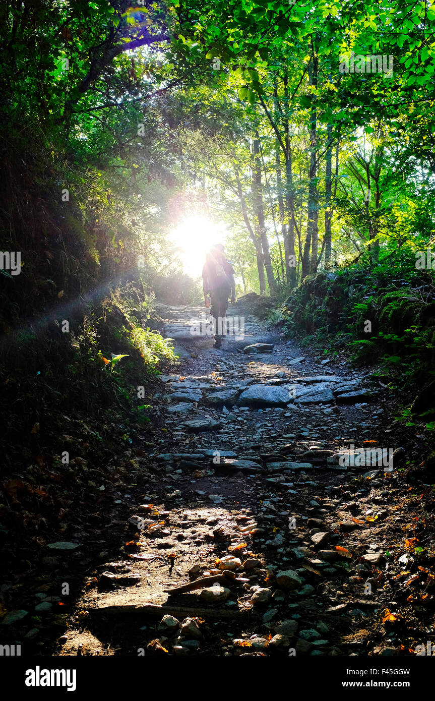 Pilgrim trail through forest hi-res stock photography and images - Alamy
