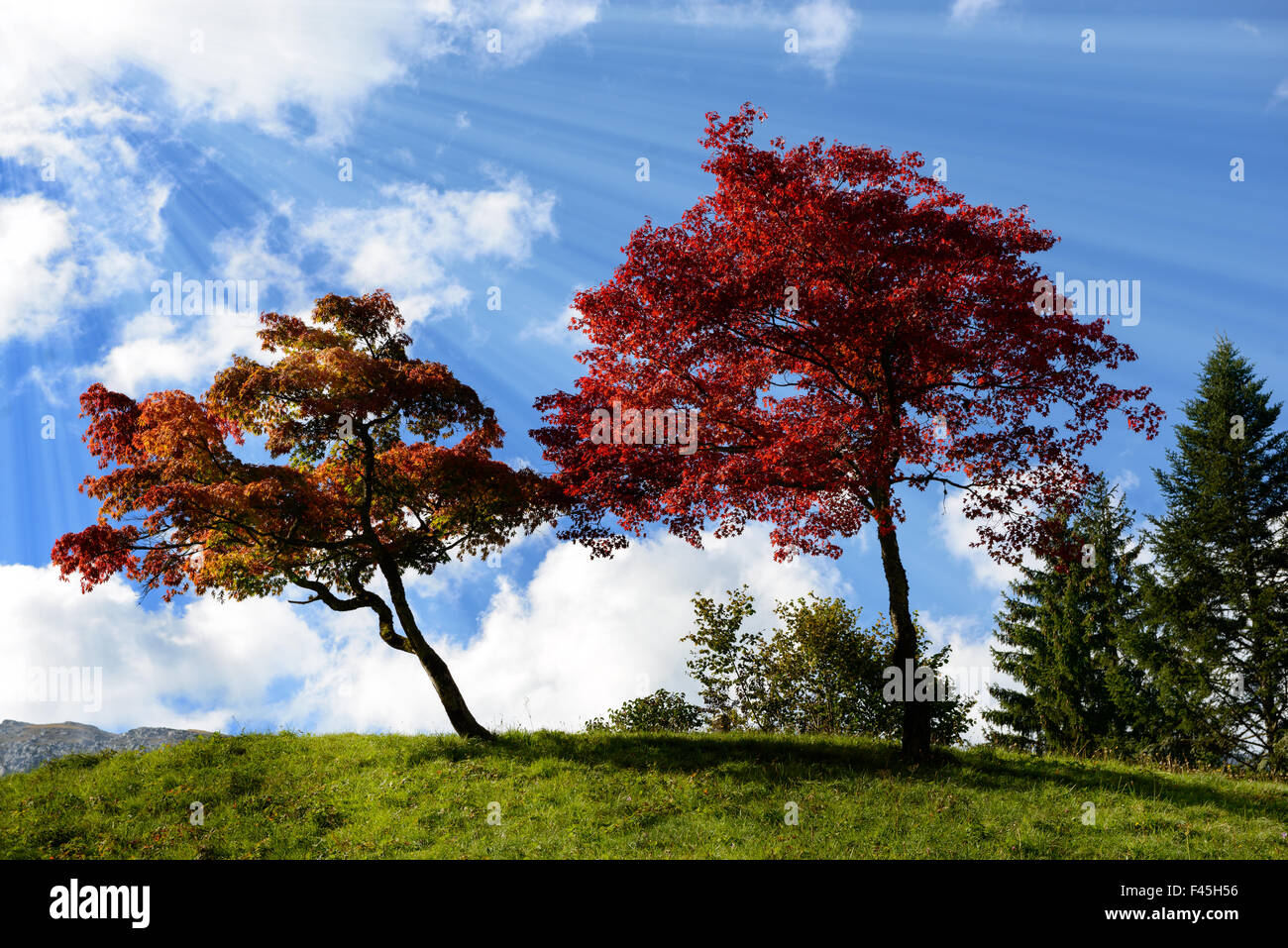 two trees with beautiful fall colors with blue sky Stock Photo - Alamy