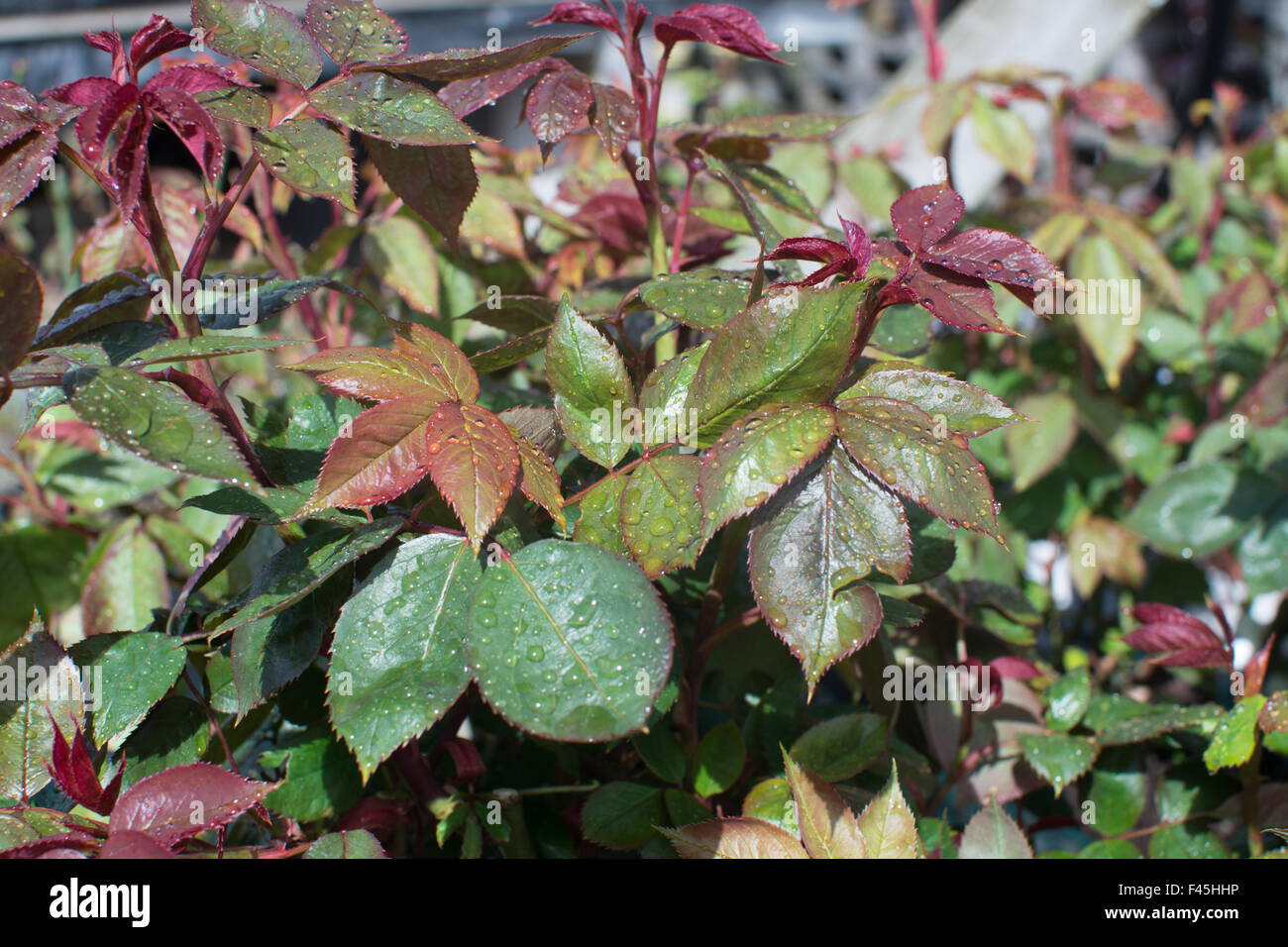 Leaves of rose hi-res stock photography and images - Alamy
