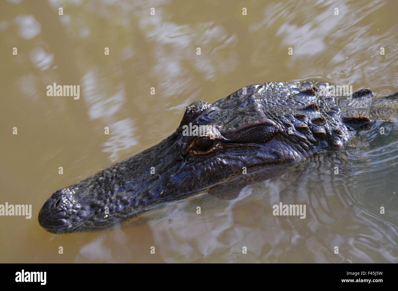 Alligator swimming in the bayou of a Louisiana swamp Stock Photo - Alamy