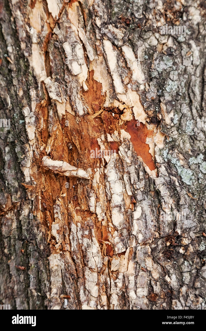 Tree bark pattern hi-res stock photography and images - Alamy