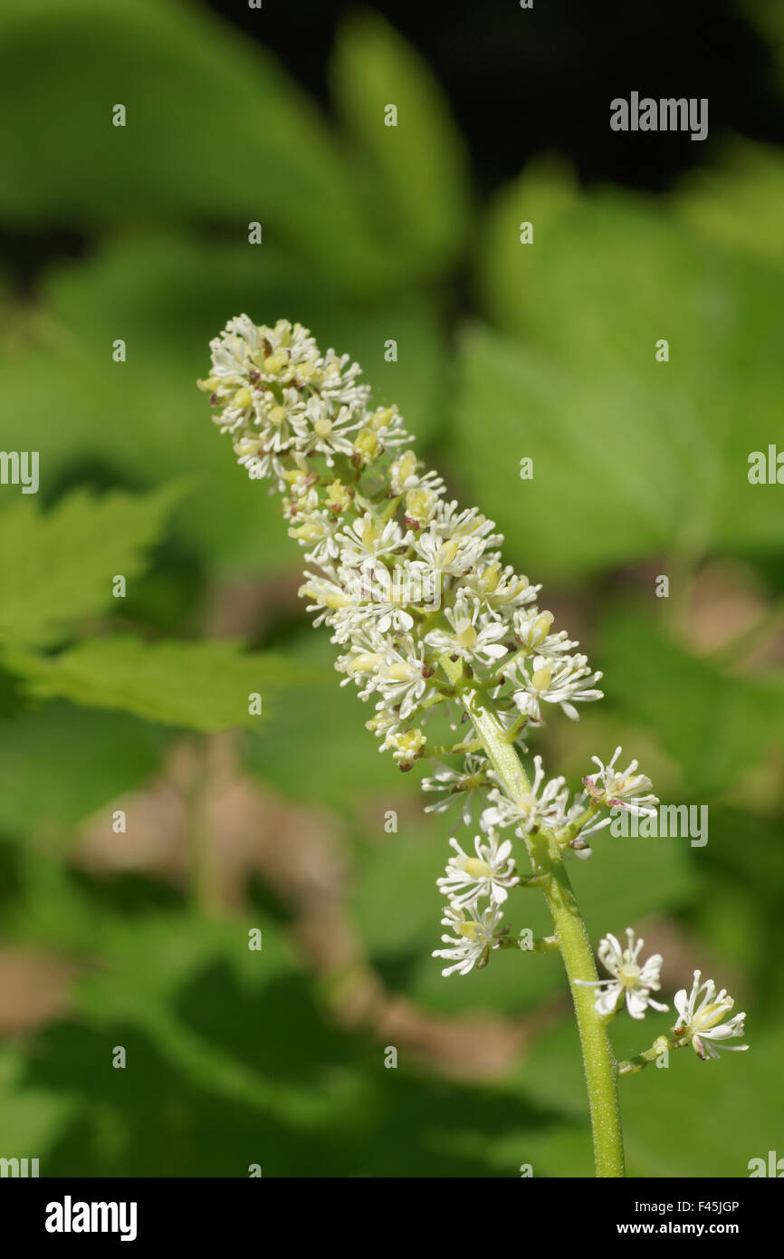 Eurasian baneberry hi-res stock photography and images - Alamy