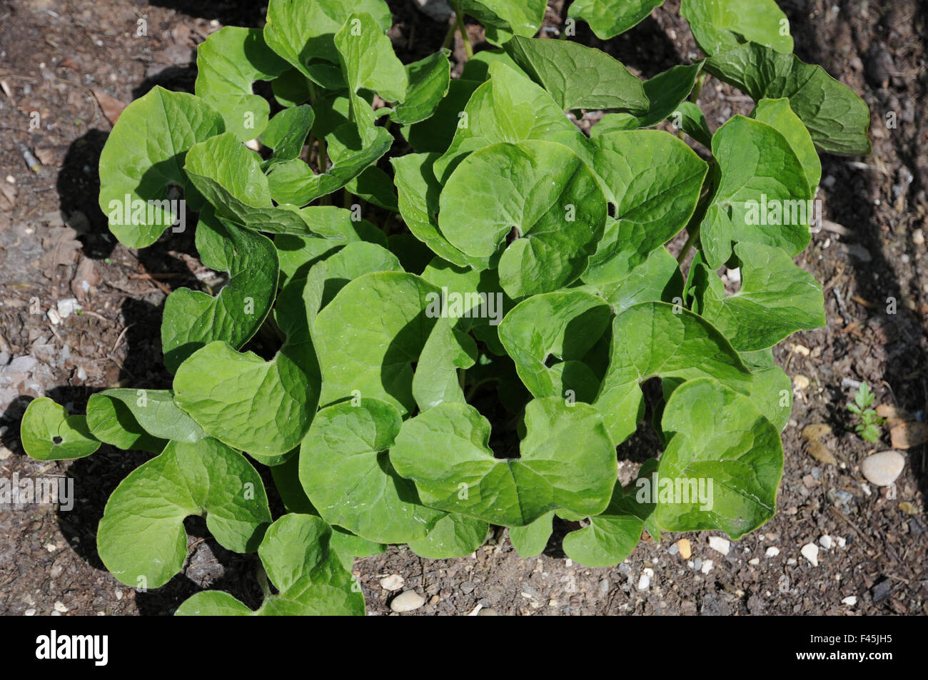 Canadian wild ginger hi-res stock photography and images - Alamy