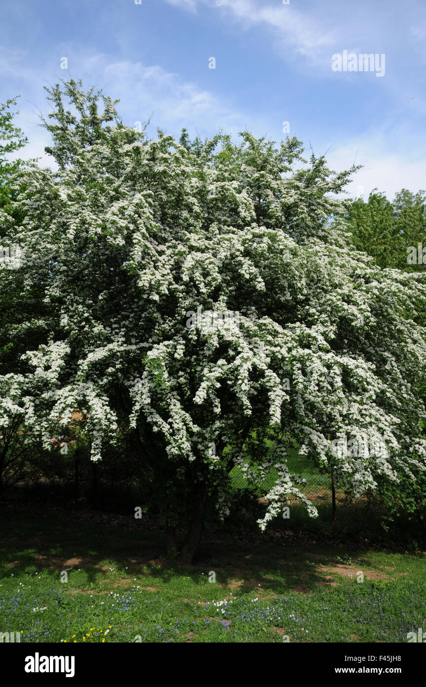 Crataegus Laciniata High Resolution Stock Photography and Images - Alamy