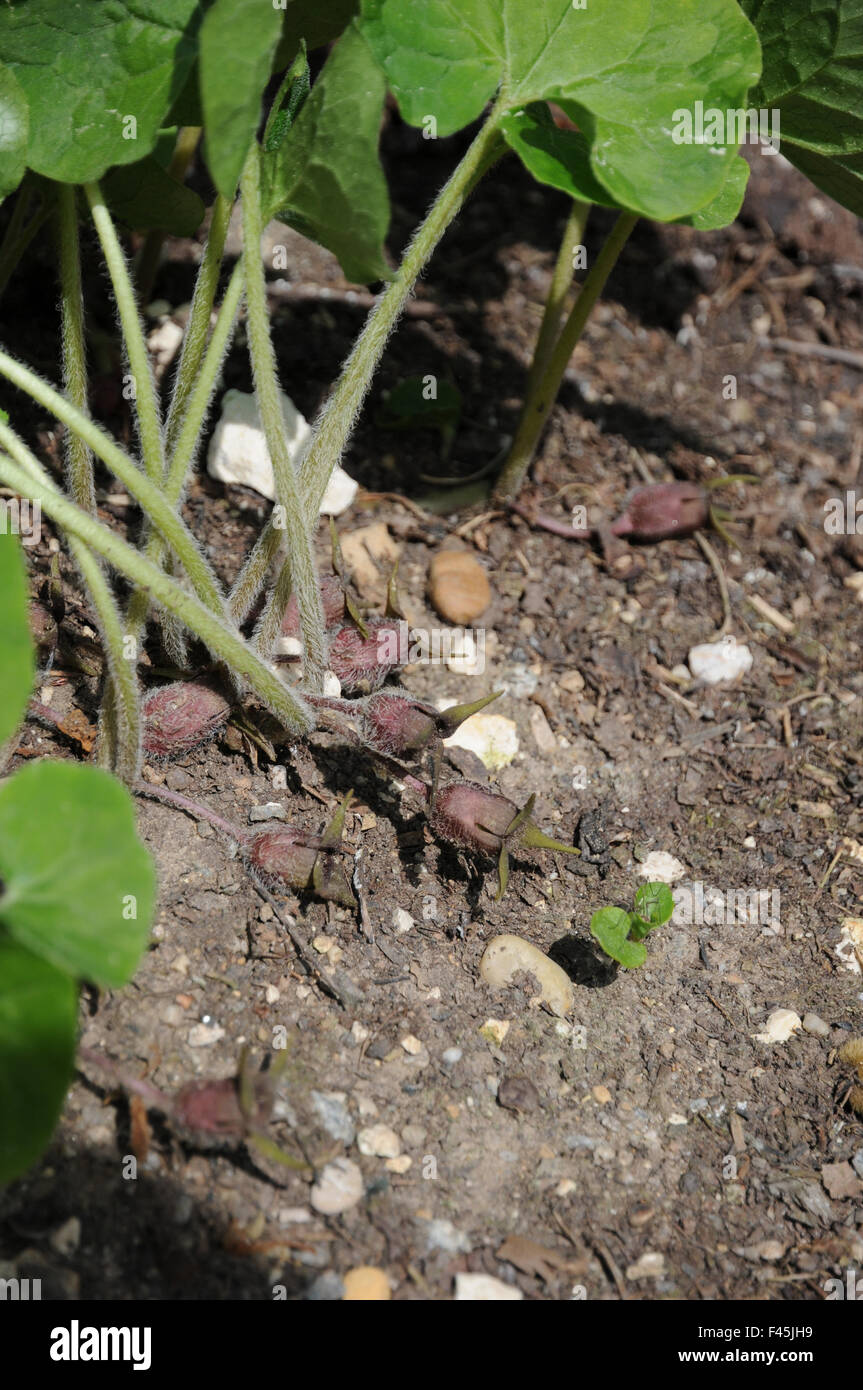 The wild ginger hi-res stock photography and images - Alamy